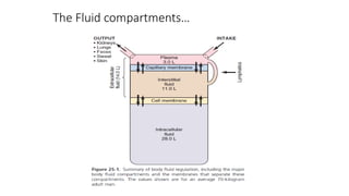 Body water and fluid compartments.pdf