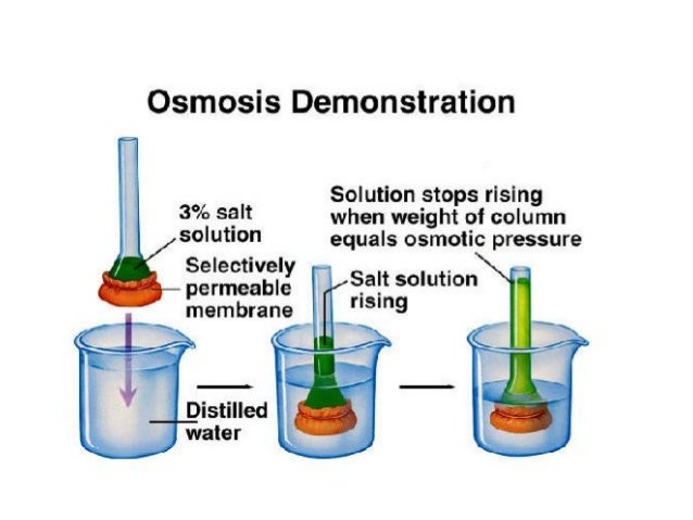 Body water and Osmolality