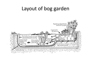 Bog garden | PPTX