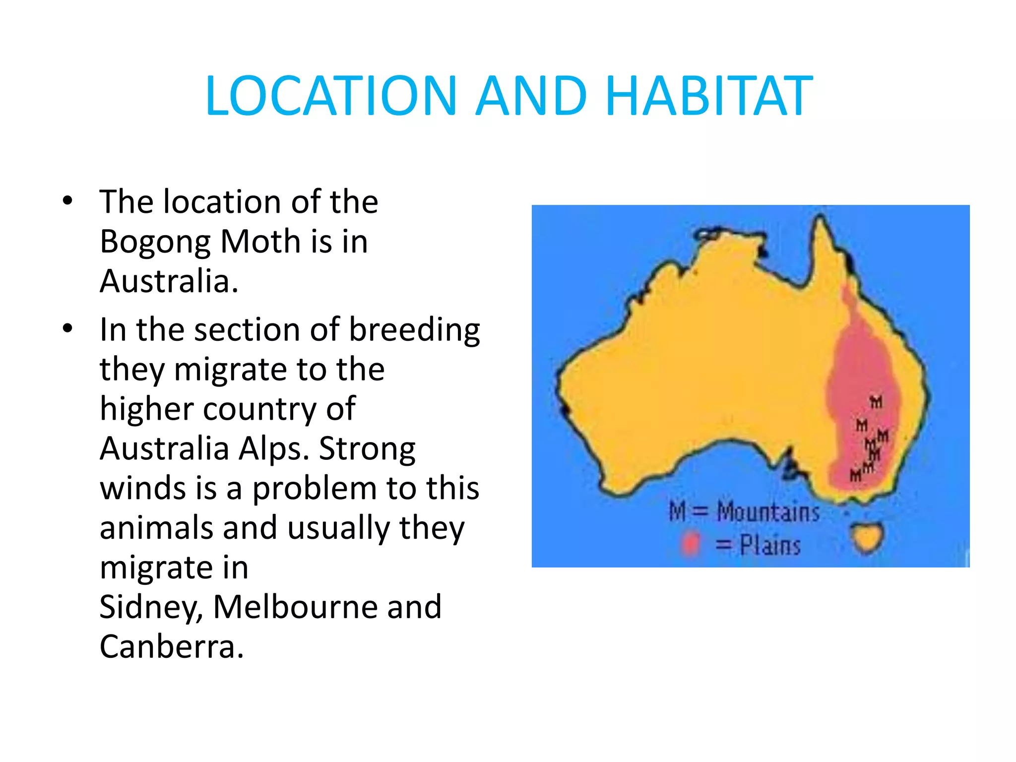 Bogong moth | PPTX