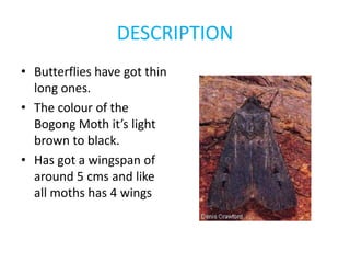 Bogong moth | PPTX