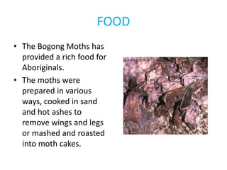 Bogong moth | PPTX