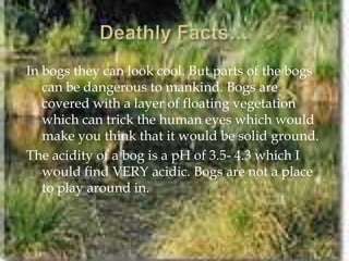 Bogs | PPT