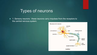 Neurons | PPTX