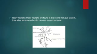 Neurons | PPTX | Brain and Nervous System Disorders | Diseases and ...