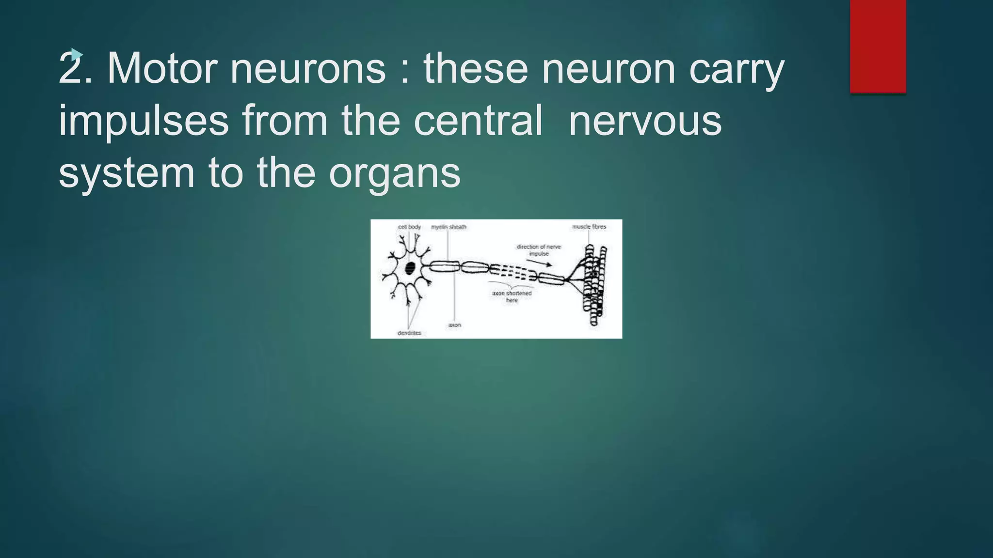 Neurons | PPTX