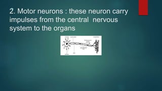 Neurons | PPT