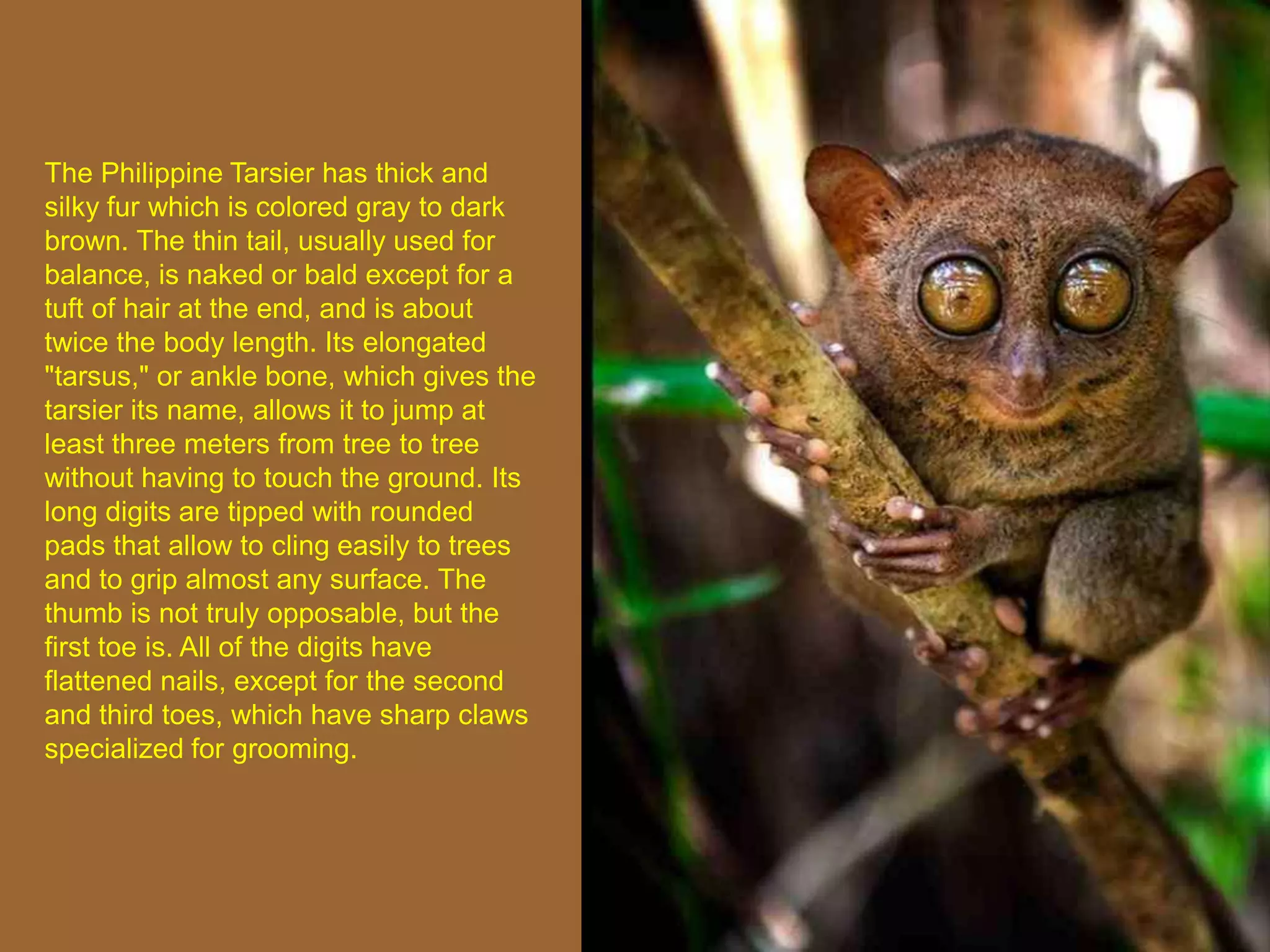 Bohol, Philippines | PPSX