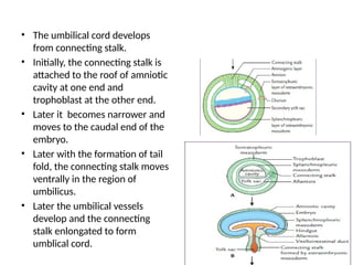 umblical_cord.pptx........................ | PPTX