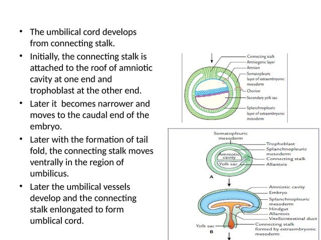 umblical_cord.pptx........................ | PPTX