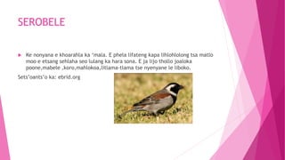 MEFUTA EA LINONYANA by BOITUMELO KHOTSO | PPTX