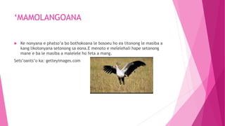 MEFUTA EA LINONYANA by BOITUMELO KHOTSO | PPTX