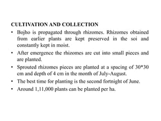 BOJO-ASSIGNMENT (1).pptx