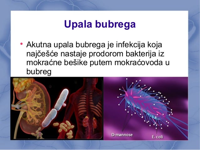 Bolesti organa za izlučivanje