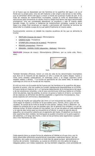 Nociones basicas de entomologia | PDF