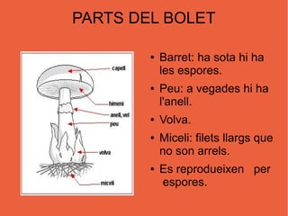 Bolets | ODP