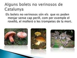 Bolets | PPTX