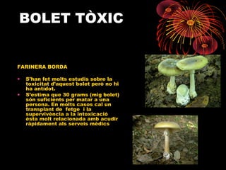 Bolets comestibles,no comestibles i toxics | PPT