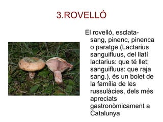 Exercici Bolets Elena | ODP