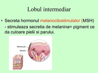 sistemul endocrin | PPT
