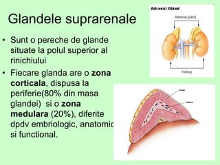 sistemul endocrin | PPT