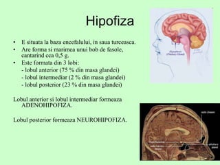 sistemul endocrin | PPT