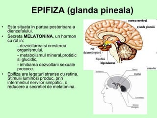 sistemul endocrin | PPT
