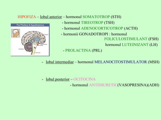 sistemul endocrin | PPT