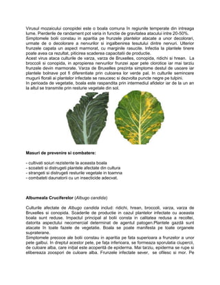 Bolile la varza conopida etc | DOCX
