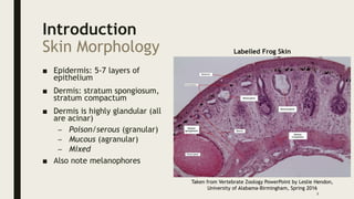 A Morphological Comparison of Salamander Skin Glands | PPTX