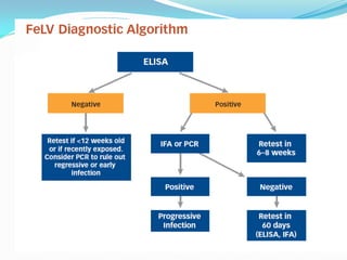 FeLV si FIV Boli pisici an 5 curs Diagnostic si Profilaxie