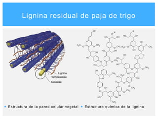 Estructura De La Lignina En La Planta
