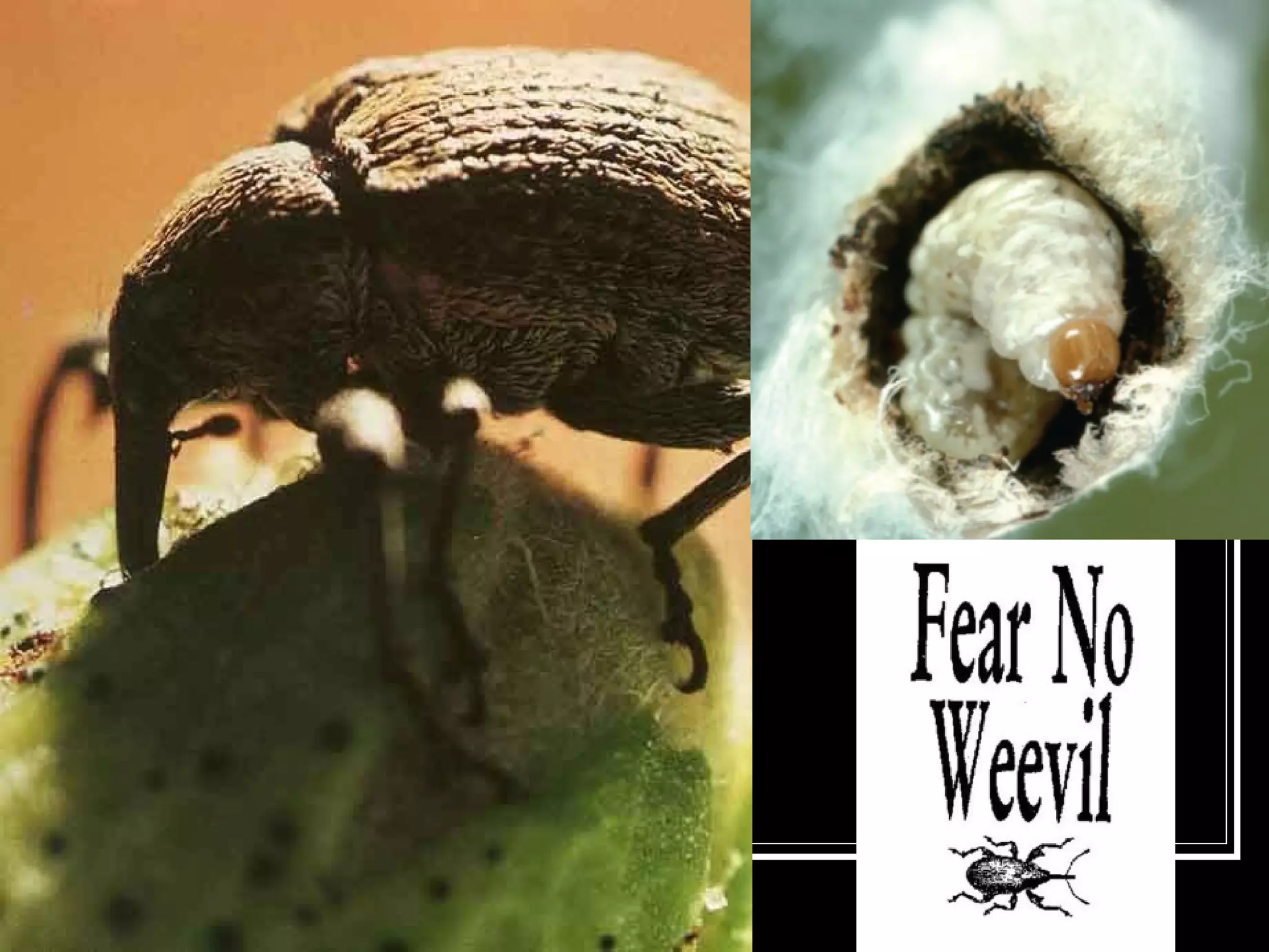 Boll Weevil and Drought in Georgia Presentation | PPT