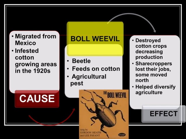 Boll Weevil and Drought in Georgia Presentation | PPT