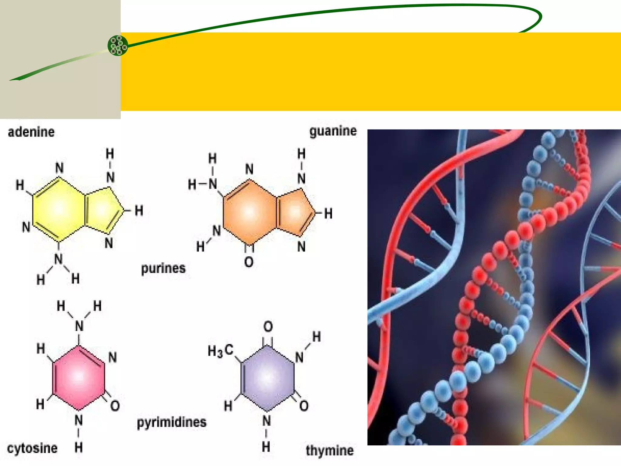 ZOO1-Bological molecules | PPT | Chemistry | Science