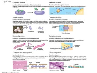 ZOO1-Bological molecules | PPT | Chemistry | Science