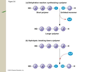 ZOO1-Bological molecules | PPT | Chemistry | Science