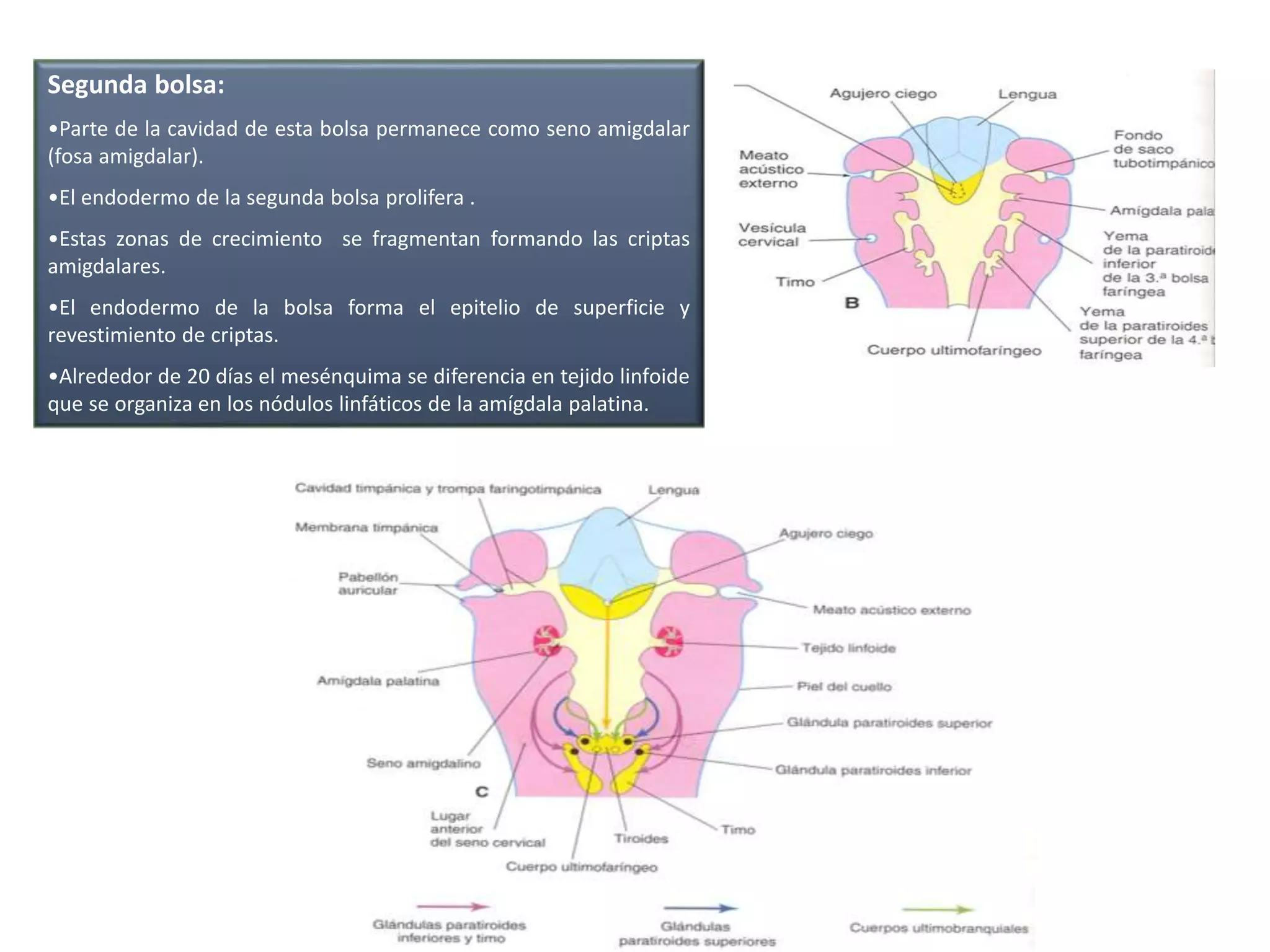 Bolsas faringeas, hendiduras faringeas, senos cervicales y fistulas | PPTX
