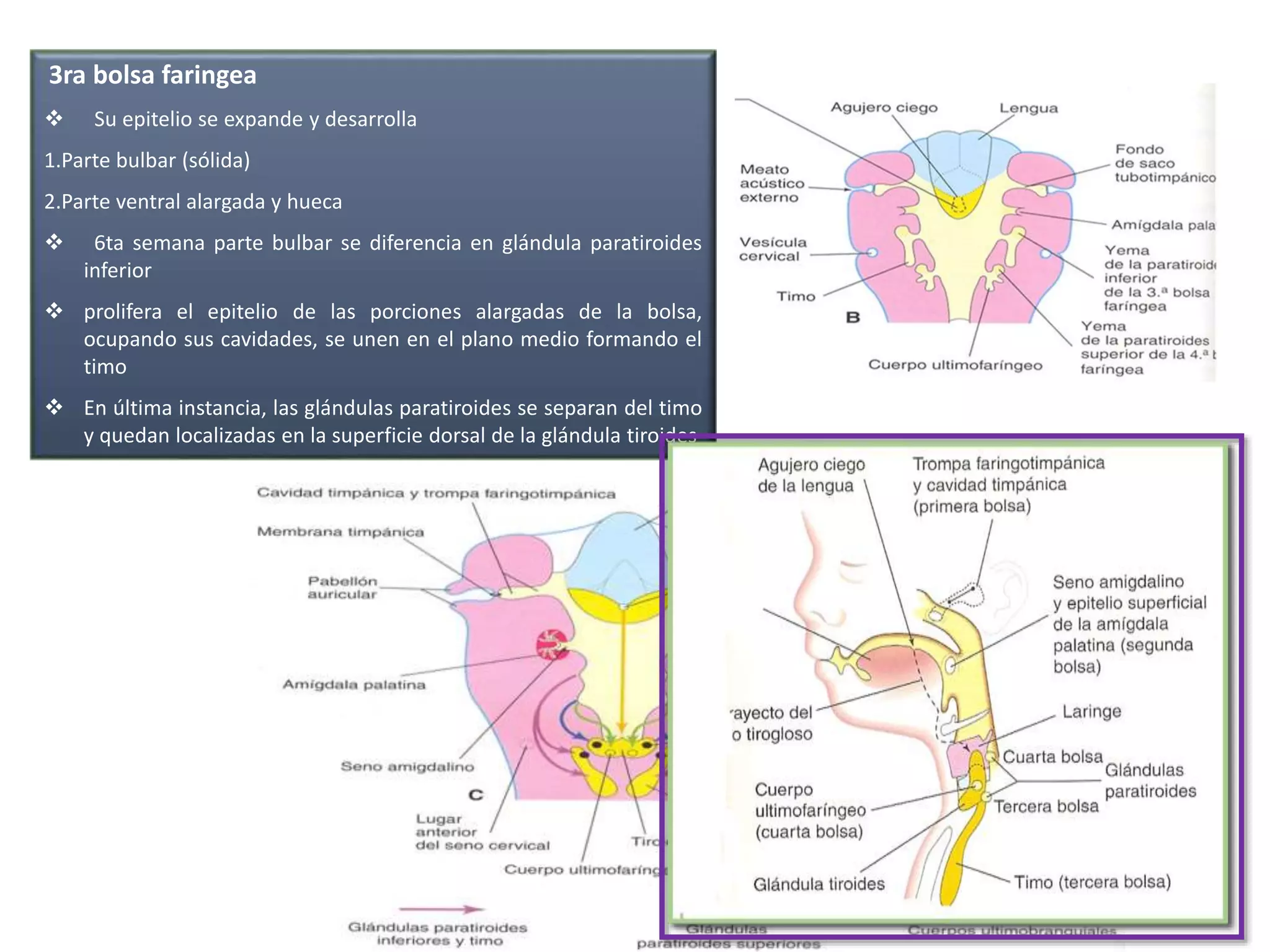 Bolsas faringeas, hendiduras faringeas, senos cervicales y fistulas | PPTX