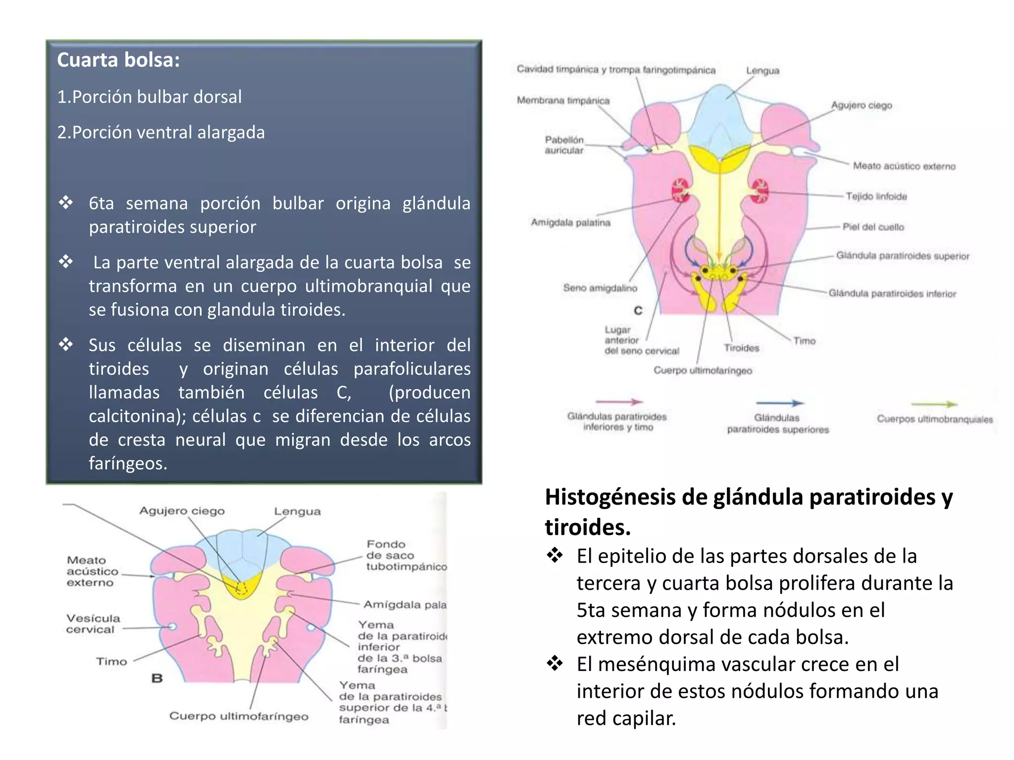 Bolsas faringeas, hendiduras faringeas, senos cervicales y fistulas | PPTX