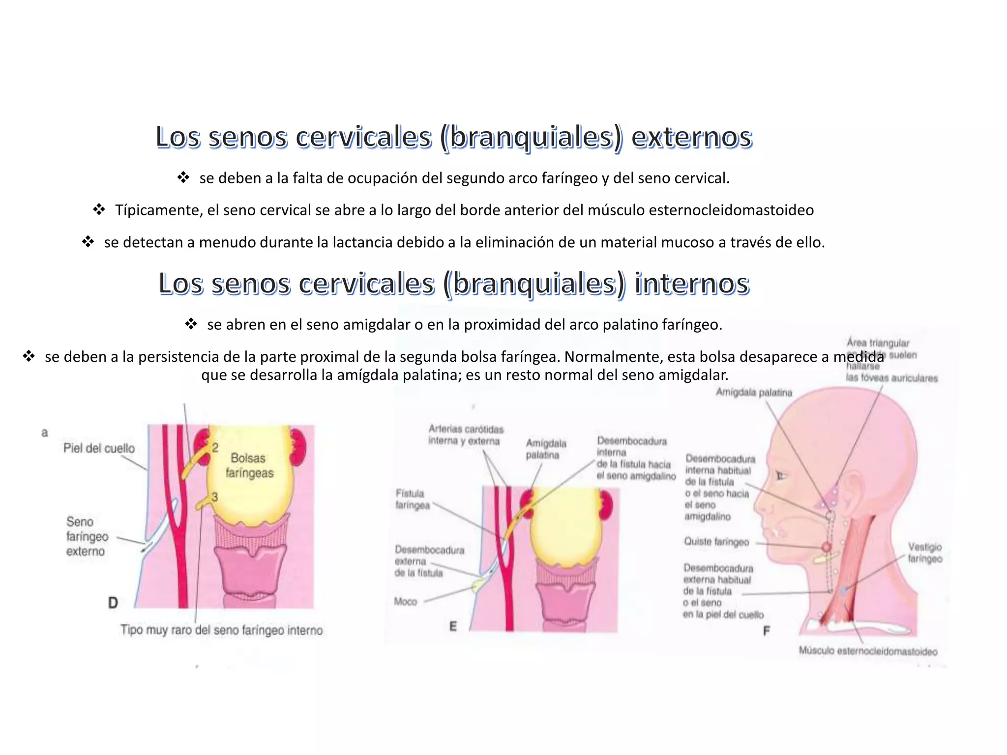 Bolsas faringeas, hendiduras faringeas, senos cervicales y fistulas | PPTX