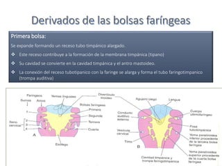 Bolsas faringeas, hendiduras faringeas, senos cervicales y fistulas | PPTX