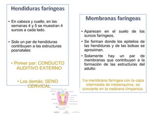 Bolsas faringeas, hendiduras faringeas, senos cervicales y fistulas | PPTX