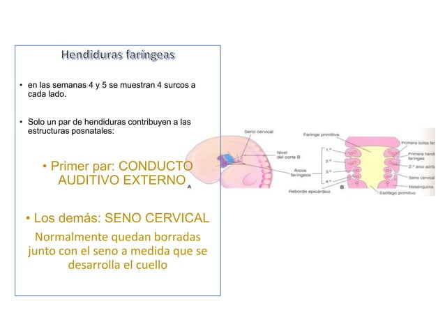 Bolsas faringeas, hendiduras faringeas, senos cervicales y fistulas | PPTX