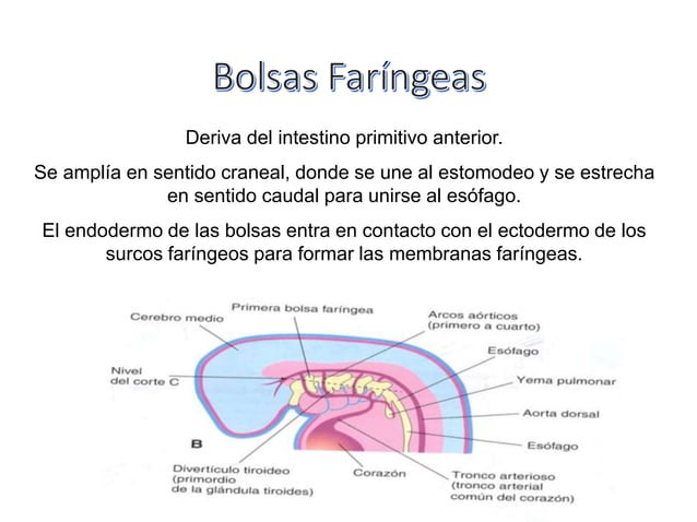 Bolsas faringeas, hendiduras faringeas, senos cervicales y fistulas