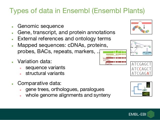 Ensembl Plants: Visualising, mining and analysing crop genomics data