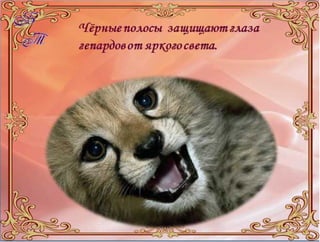 Bolshie koshki | PDF