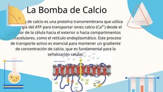 PRESENTACION BOMBA DE CALCIO SODIO Y POTASIO | PPTX
