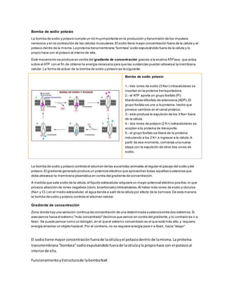 Bomba de sodio potasio | DOCX