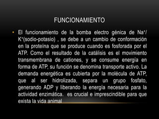Bomba de sodio y potasio (2) | PPTX